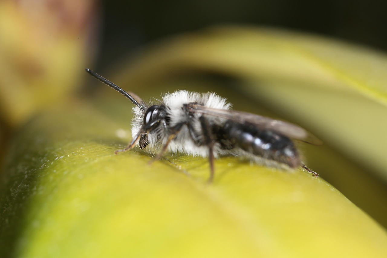 Insecto Abeja Salvaje De - Foto gratis en Pixabay - Pixabay