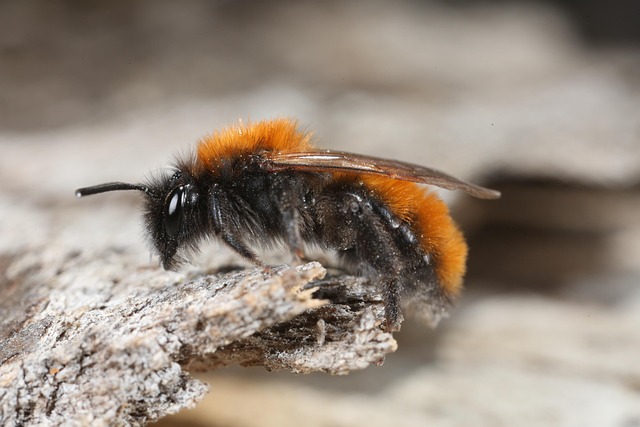 Wilde Biene Sandbiene Andrena - Kostenloses Foto auf Pixabay - Pixabay