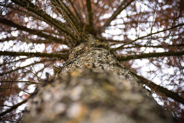 Tree Trunk Branches - Free photo on Pixabay - Pixabay