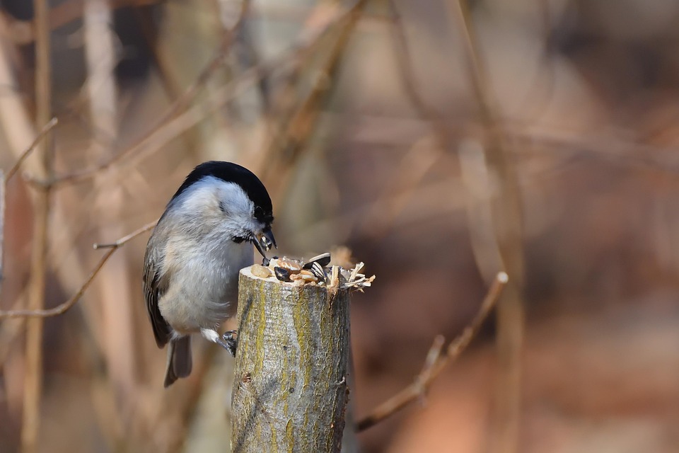 Marsh Tit Bird - Free photo on Pixabay - Pixabay