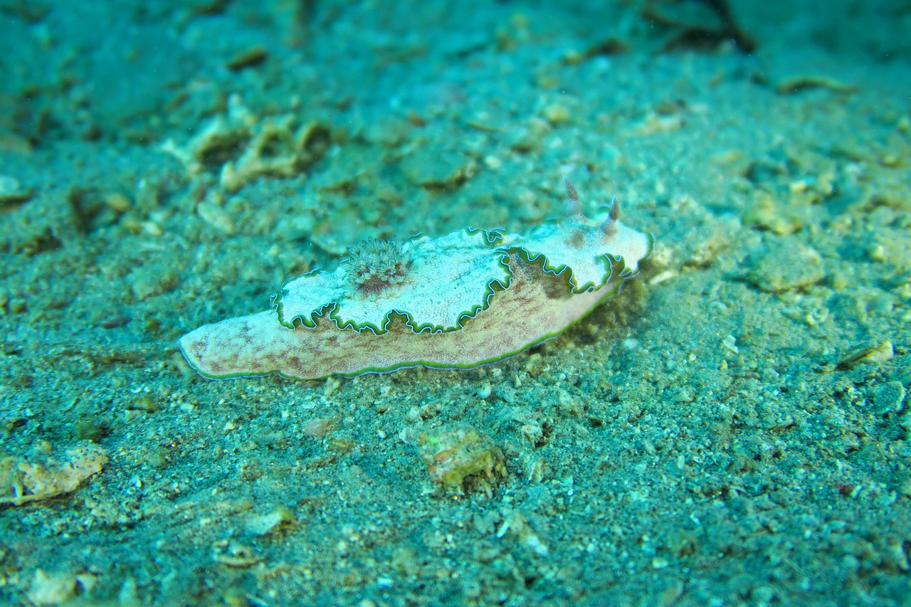 Immersione Mare Oceano - Foto gratis su Pixabay - Pixabay
