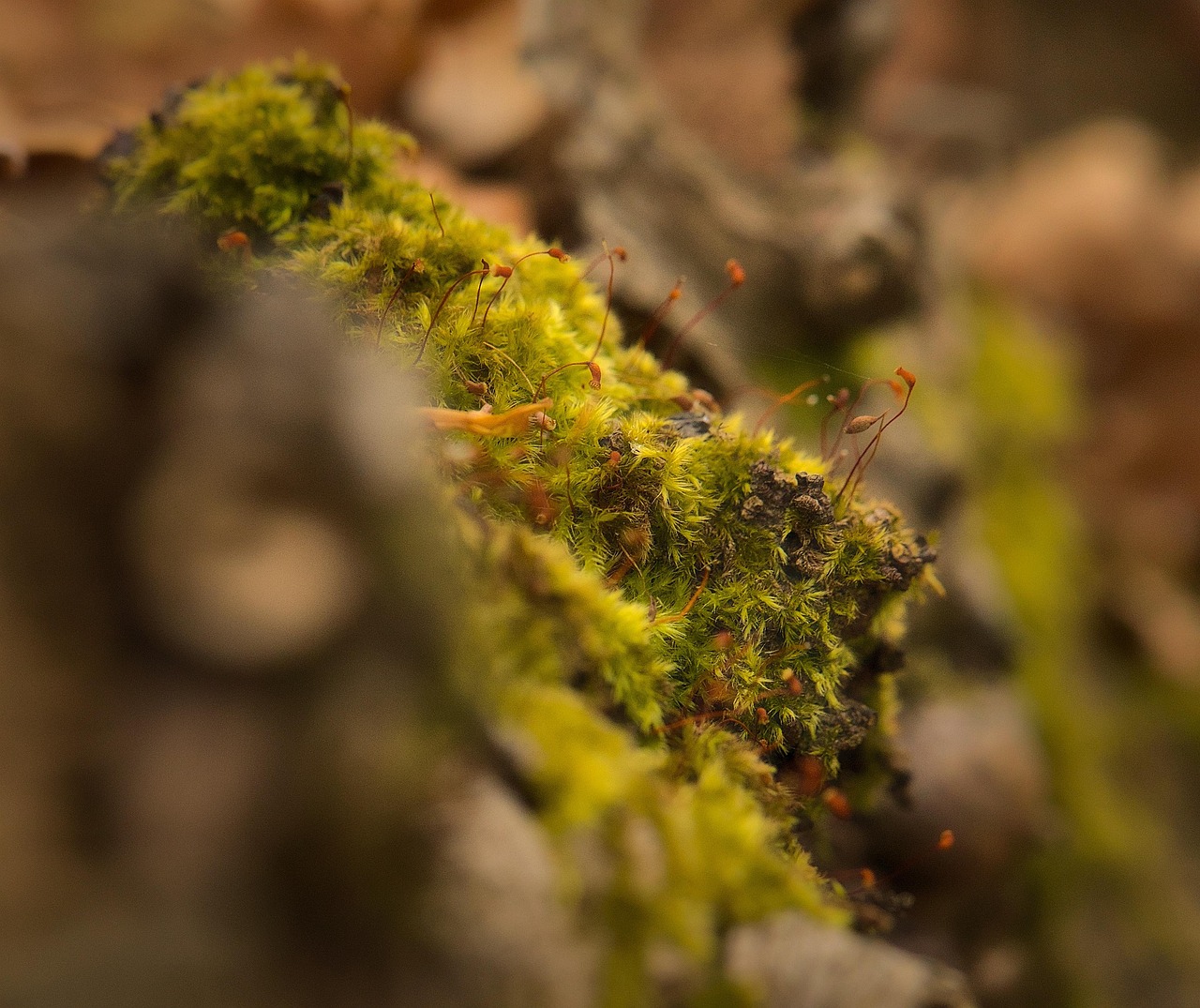 Mousse Macro Nature - Photo gratuite sur Pixabay - Pixabay