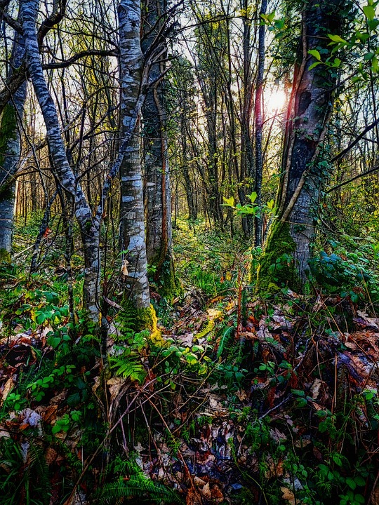 Forest Photography Woods - Free photo on Pixabay - Pixabay