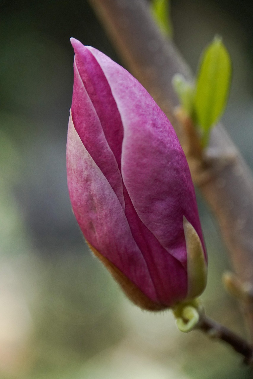 Magnolia Bud Flower - Free photo on Pixabay - Pixabay