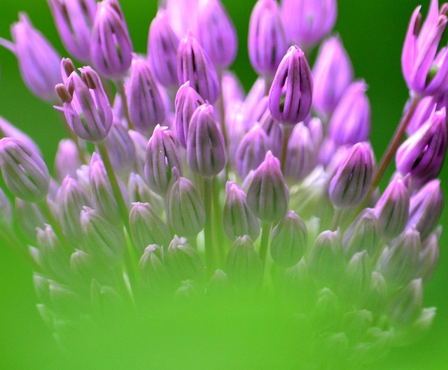 Ornamental Onion Blossom Bloom - Free photo on Pixabay - Pixabay