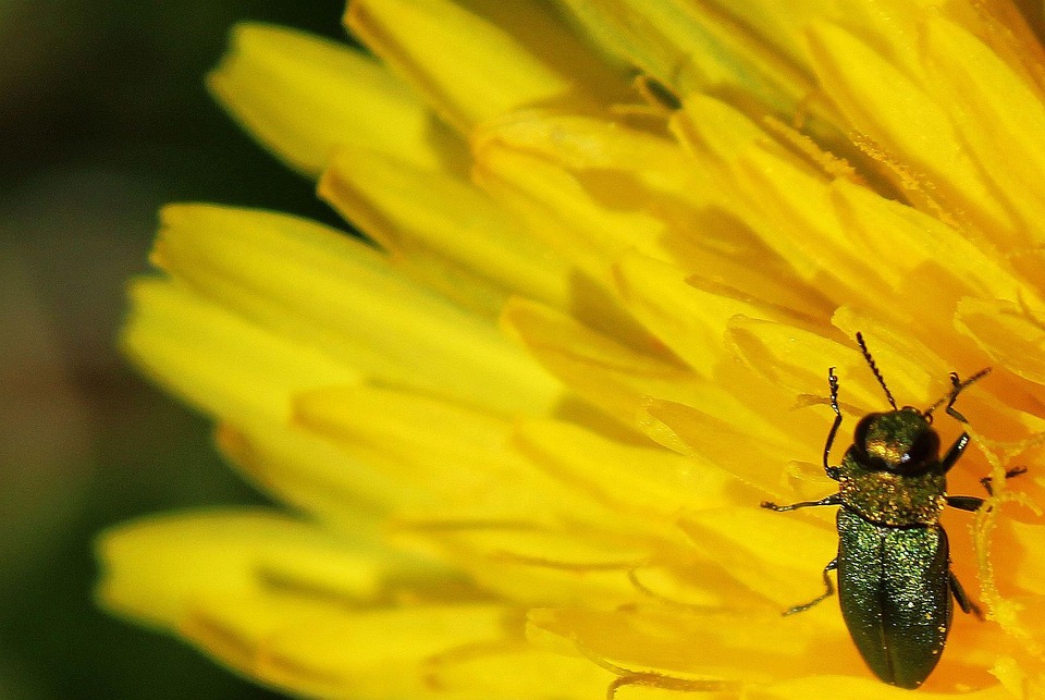Gândac Decorativ Anthaxia Nitidula - Fotografie gratuită pe Pixabay