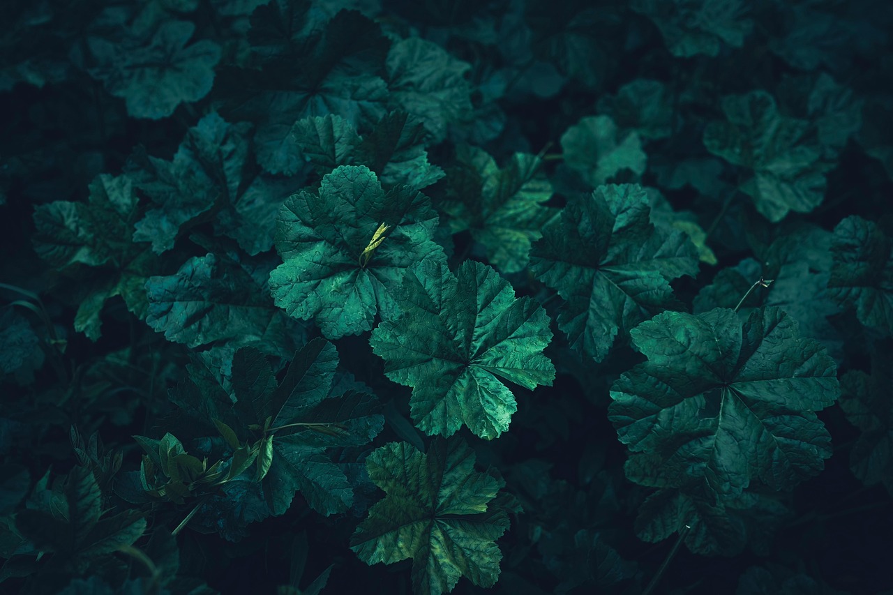 Hojas Verdes Planta Oscuro - Foto gratis en Pixabay - Pixabay