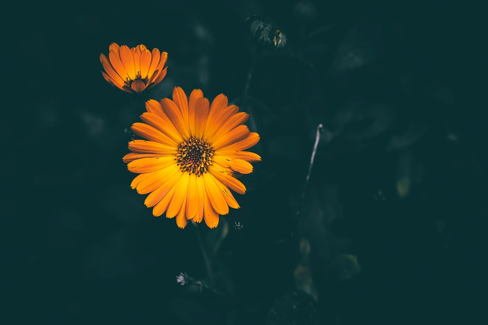 Flowers Calendula Officinalis Dark - Free photo on Pixabay