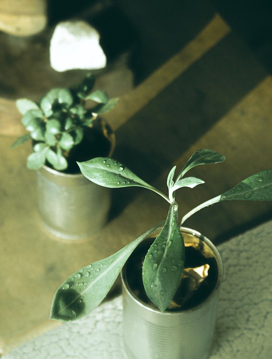 Succulents Plants Rusty Cans Waste - Free photo on Pixabay - Pixabay