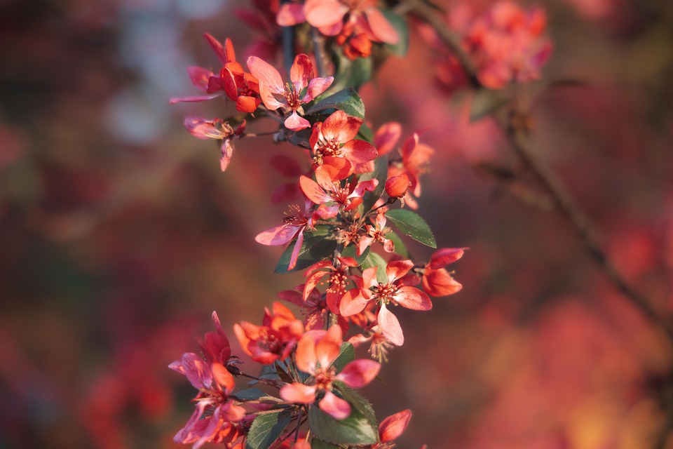 Flower Petals Plants - Free photo on Pixabay