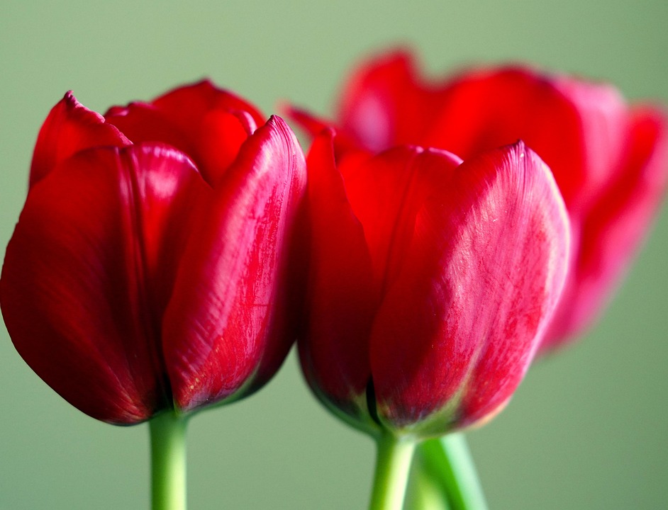 Tulips Blossom Bloom - Free photo on Pixabay