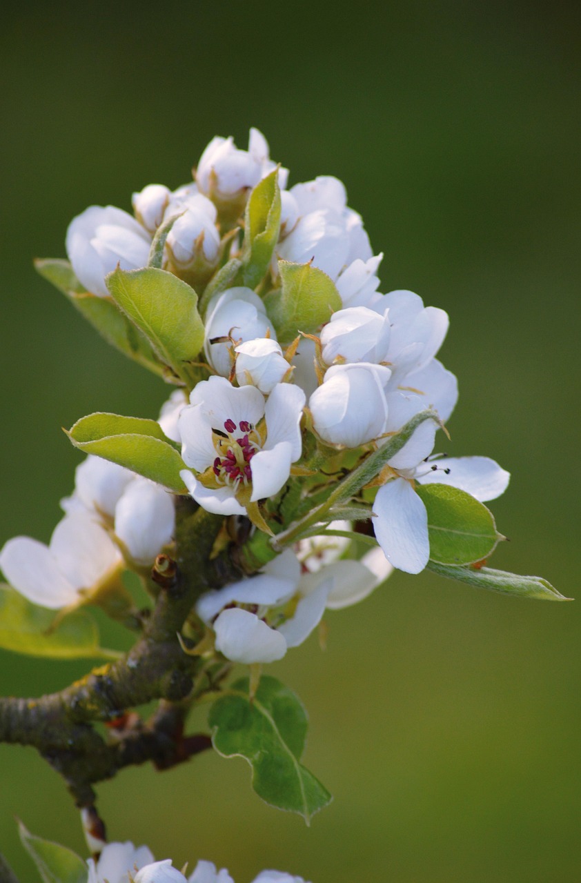 Flor De Pera Flores Blancas - Foto gratis en Pixabay - Pixabay