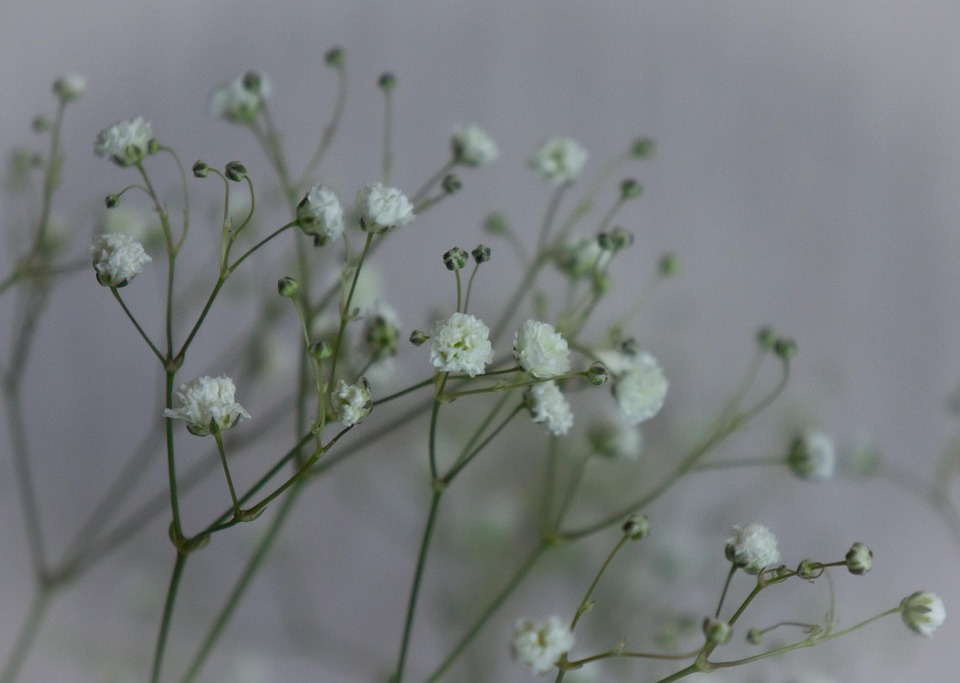 Gypsophila Bunga-Bunga Putih Bunga - Foto gratis di Pixabay - Pixabay