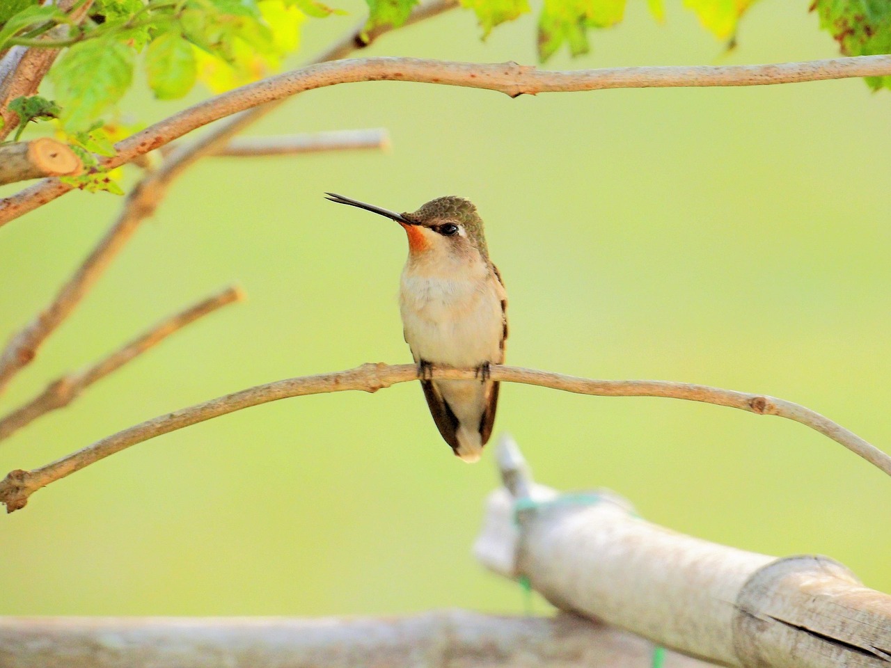 Hummingbird Bird Female Ruby - Free photo on Pixabay