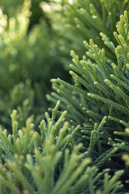 Cedar Tree Coniferous - Free photo on Pixabay
