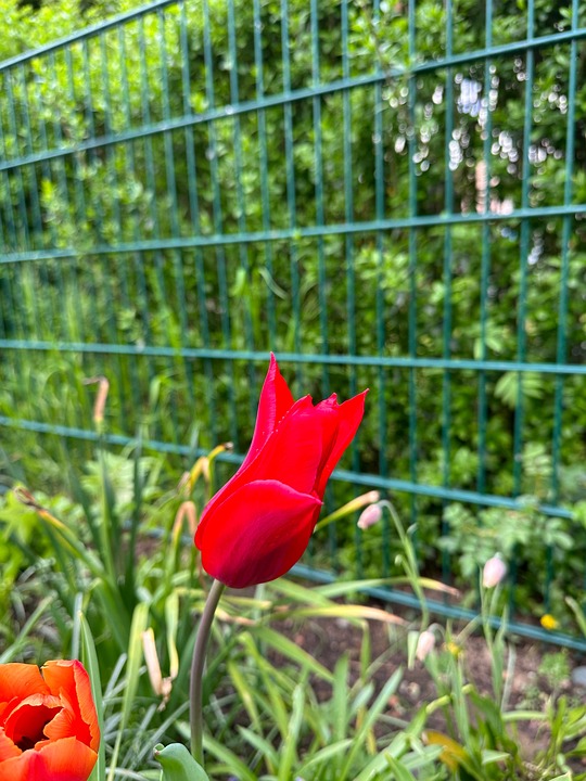 Flower Tulip Early Bloomer - Free photo on Pixabay - Pixabay