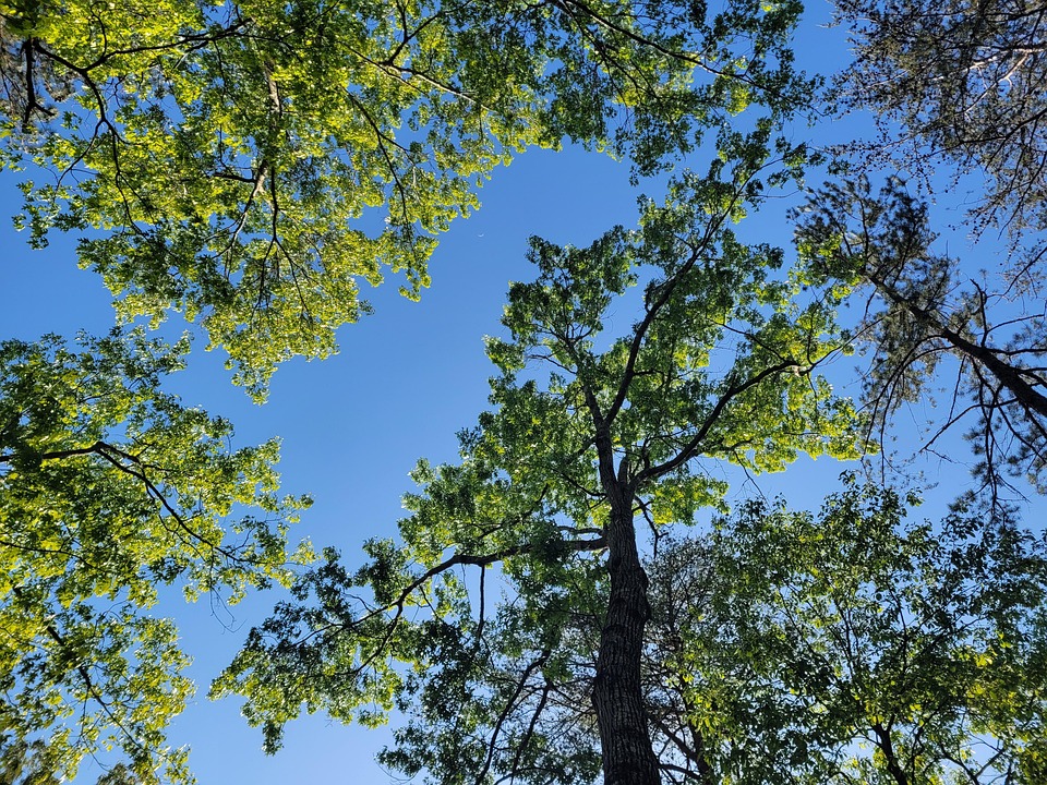 Ciel Nature Arbre - Photo gratuite sur Pixabay - Pixabay
