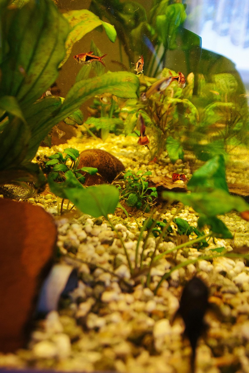 Aquarium D'Eau Douce - Photo gratuite sur Pixabay - Pixabay