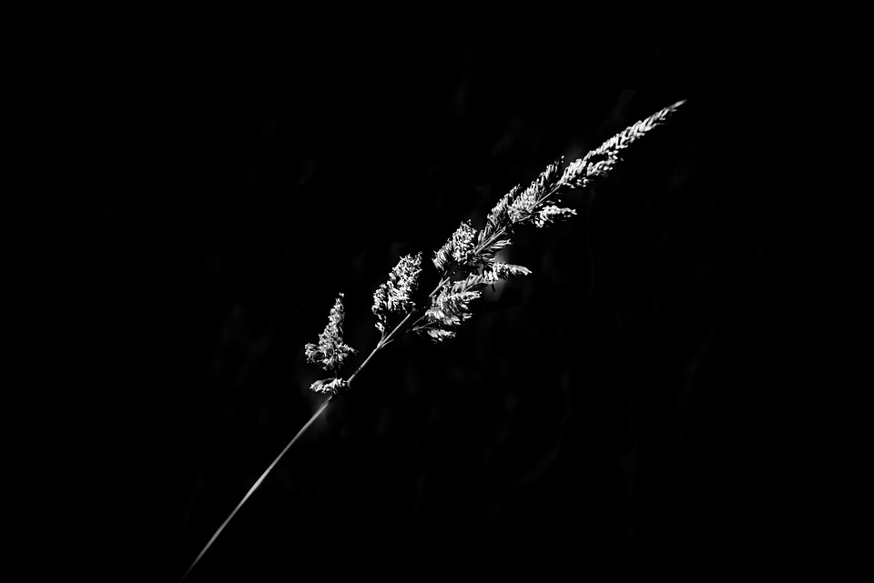Rumput Tanaman Hitam Dan Putih - Foto gratis di Pixabay - Pixabay