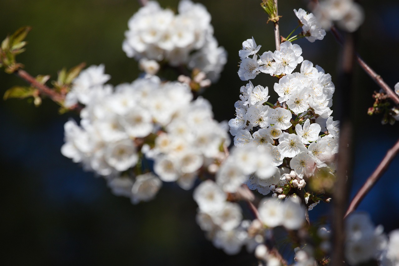 Flores Cereza Rama - Foto gratis en Pixabay - Pixabay