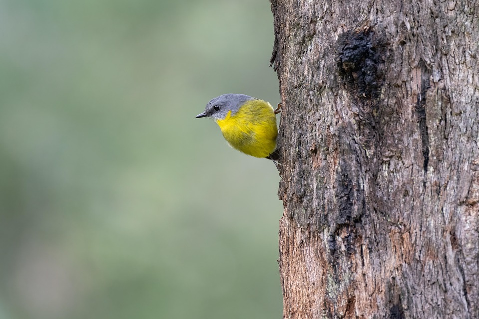 Eastern Yellow Robin Bird - Free photo on Pixabay