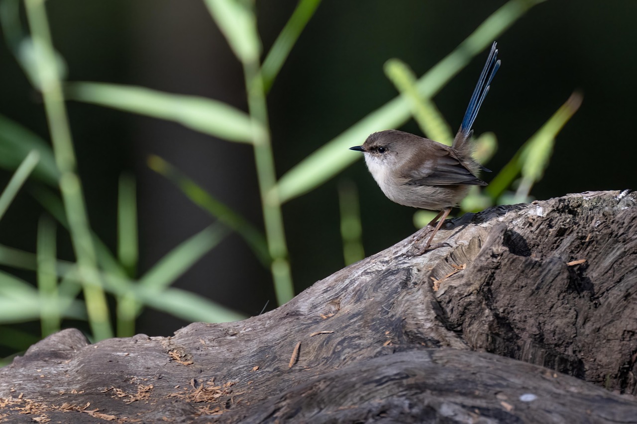 300+ Free Wren & Bird Images - Pixabay