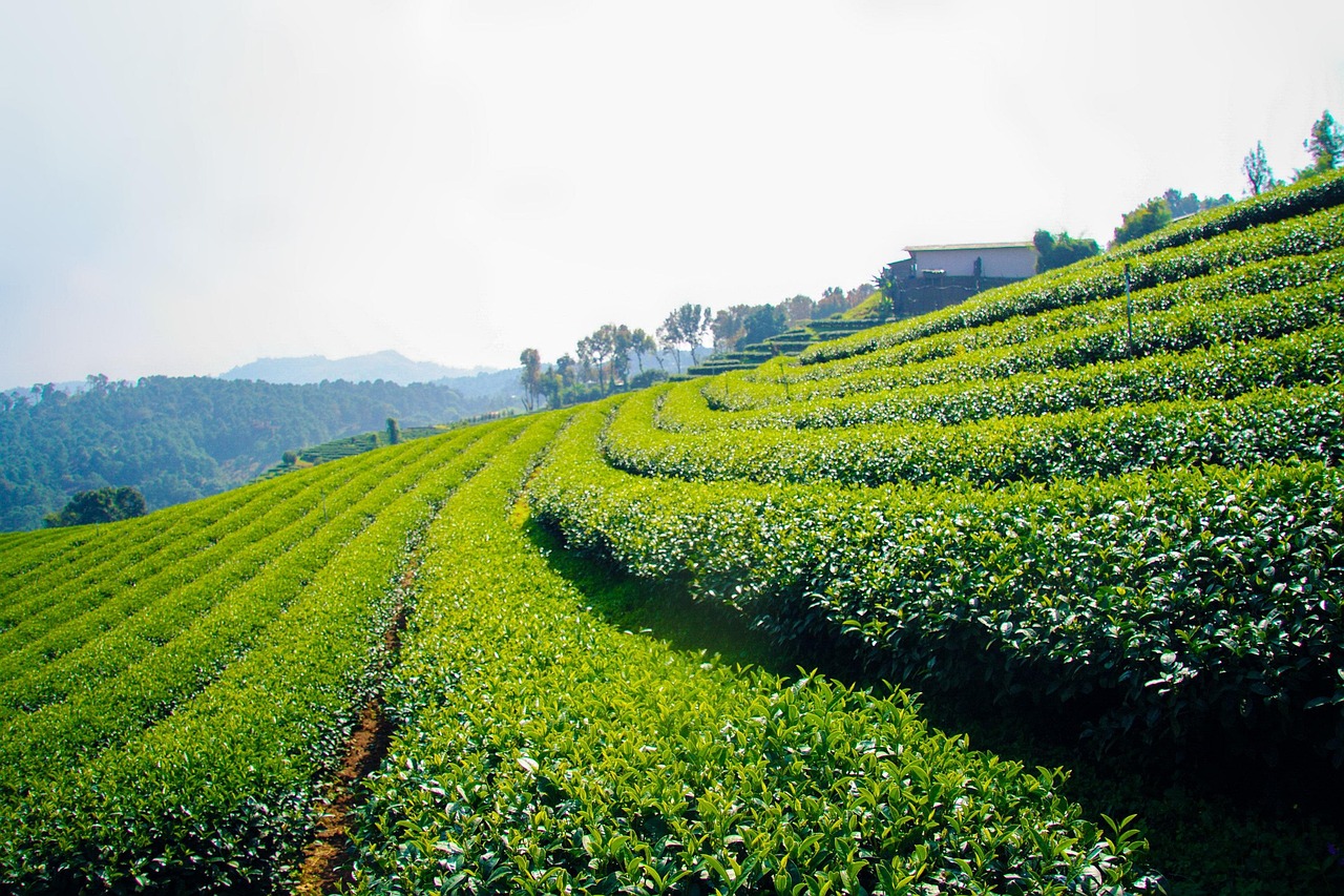 Tea Plantation Farm - Free photo on Pixabay