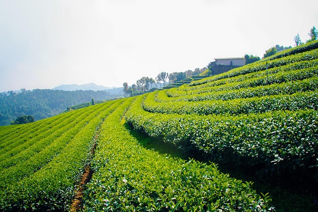 Tea Plantation Farm - Free photo on Pixabay