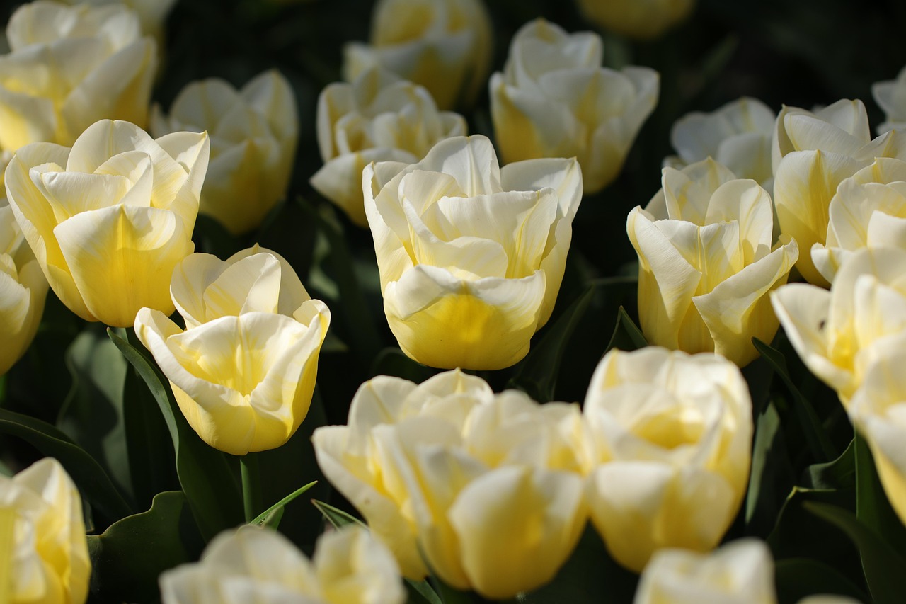 2000 多张免费的“美丽的鲜花盛开”和“鲜花”照片 - Pixabay