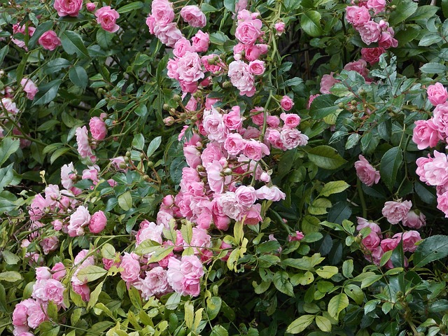 Rose Fleur Rosier - Photo gratuite sur Pixabay - Pixabay