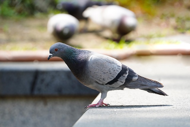 Pigeon Bird Beak - Free photo on Pixabay - Pixabay