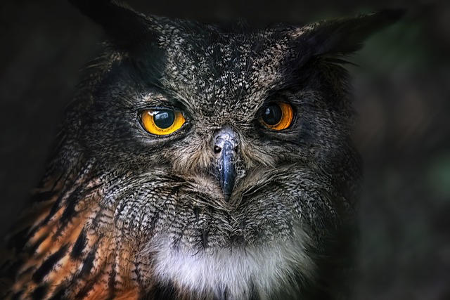 Oiseau Hibou Ornithologie - Photo gratuite sur Pixabay - Pixabay