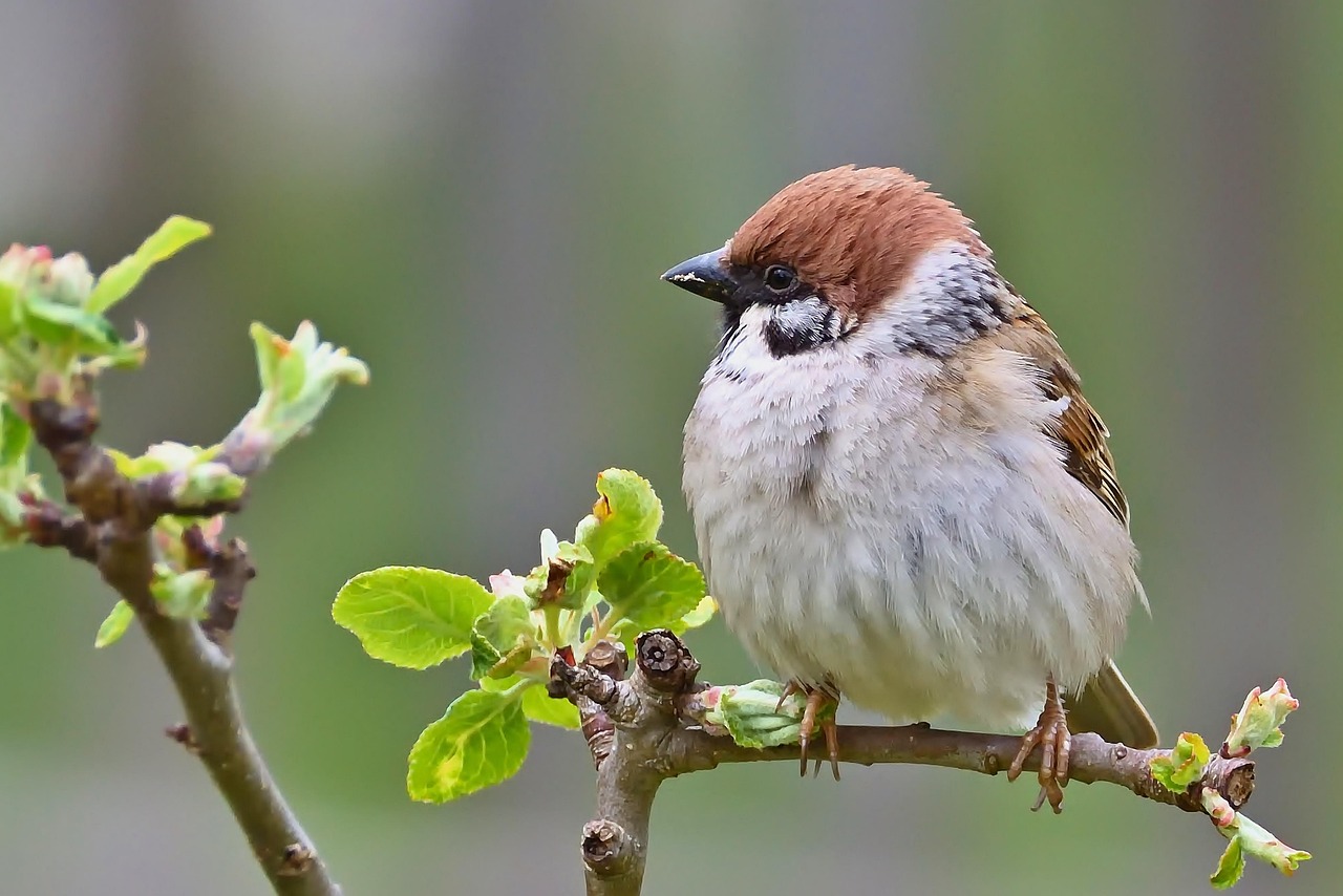 Field Sparrow Bird Garden - Free photo on Pixabay
