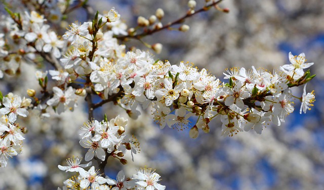 Flowers Petals Tree - Free photo on Pixabay
