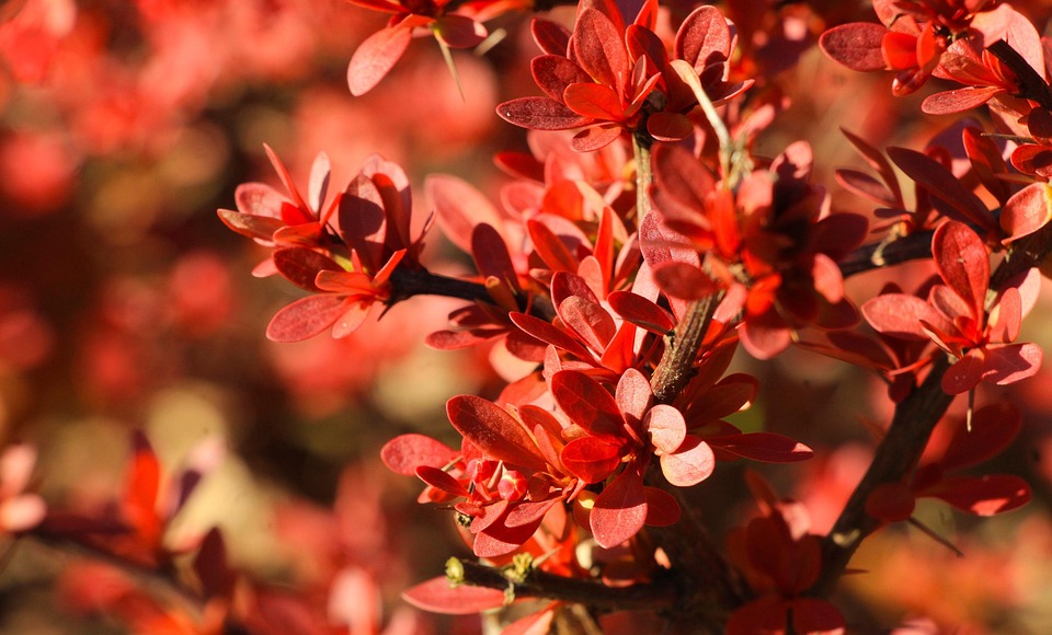 Leaves Bush Plant - Free photo on Pixabay