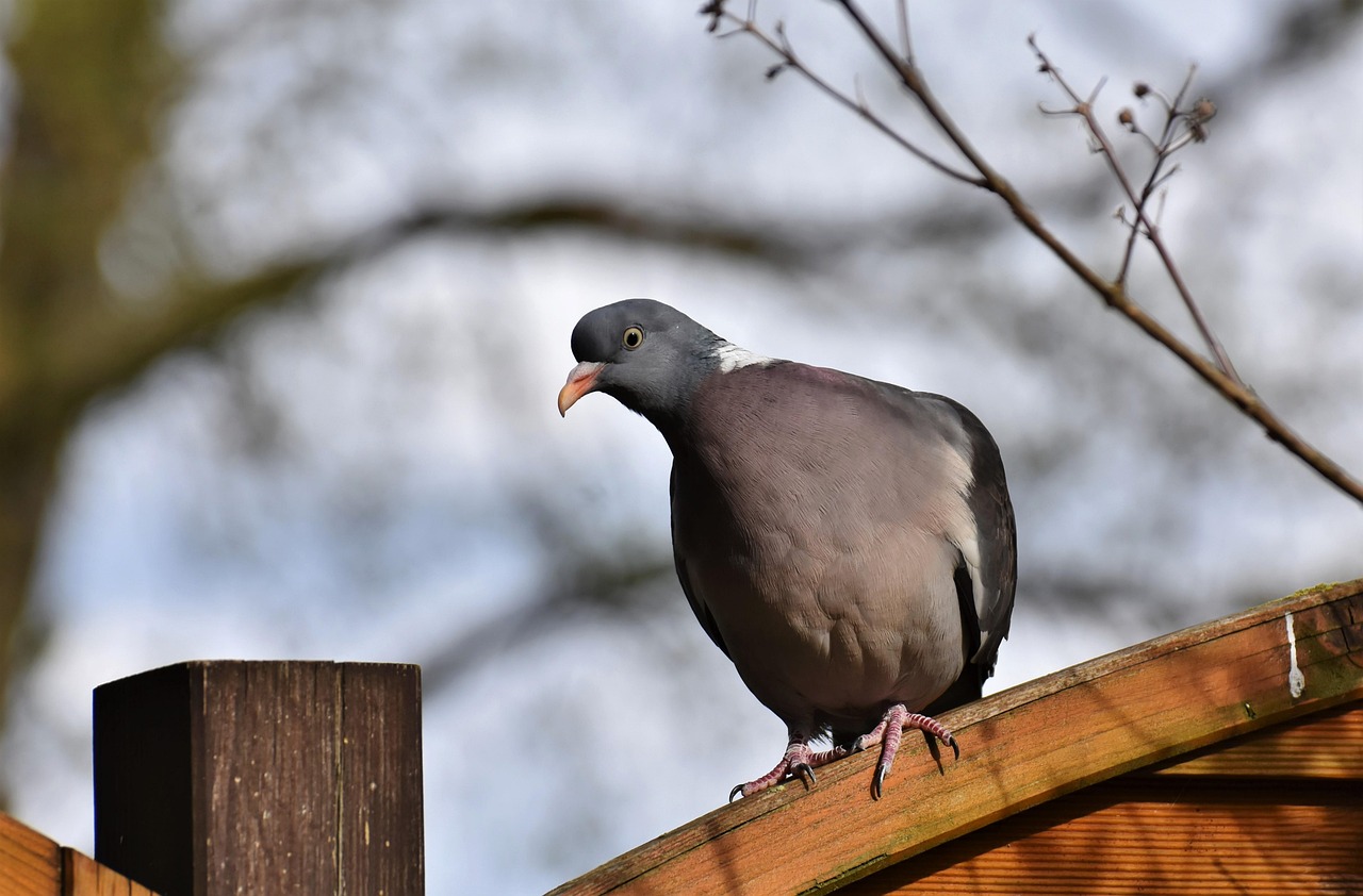 Pájaro Paloma Pico De Los - Foto gratis en Pixabay - Pixabay
