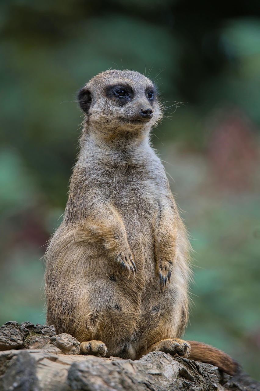 Meerkat Mammal Attentive - Free photo on Pixabay - Pixabay