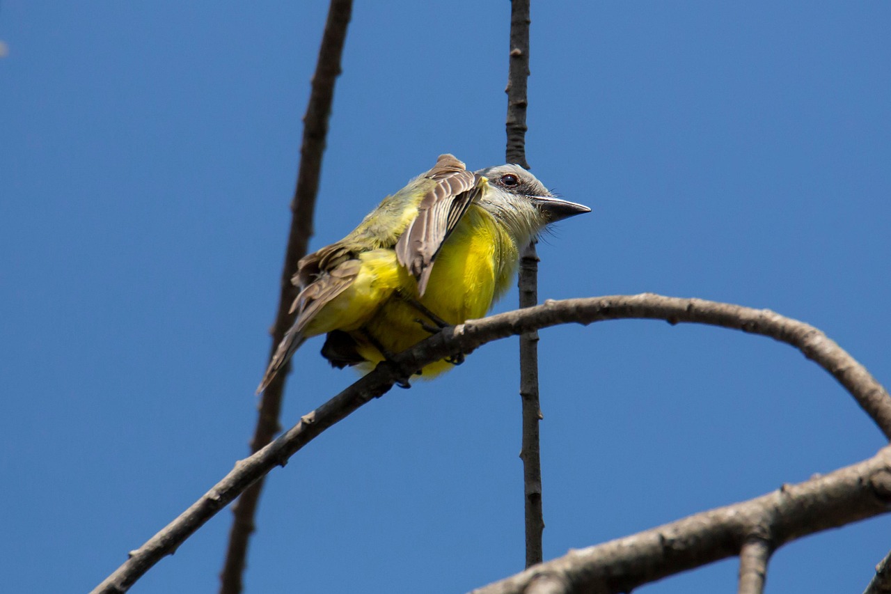 Flycatcher Nature Bird - Free photo on Pixabay