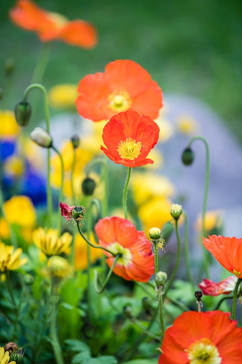 Orange Flowers Wildflowers Park - Free photo on Pixabay
