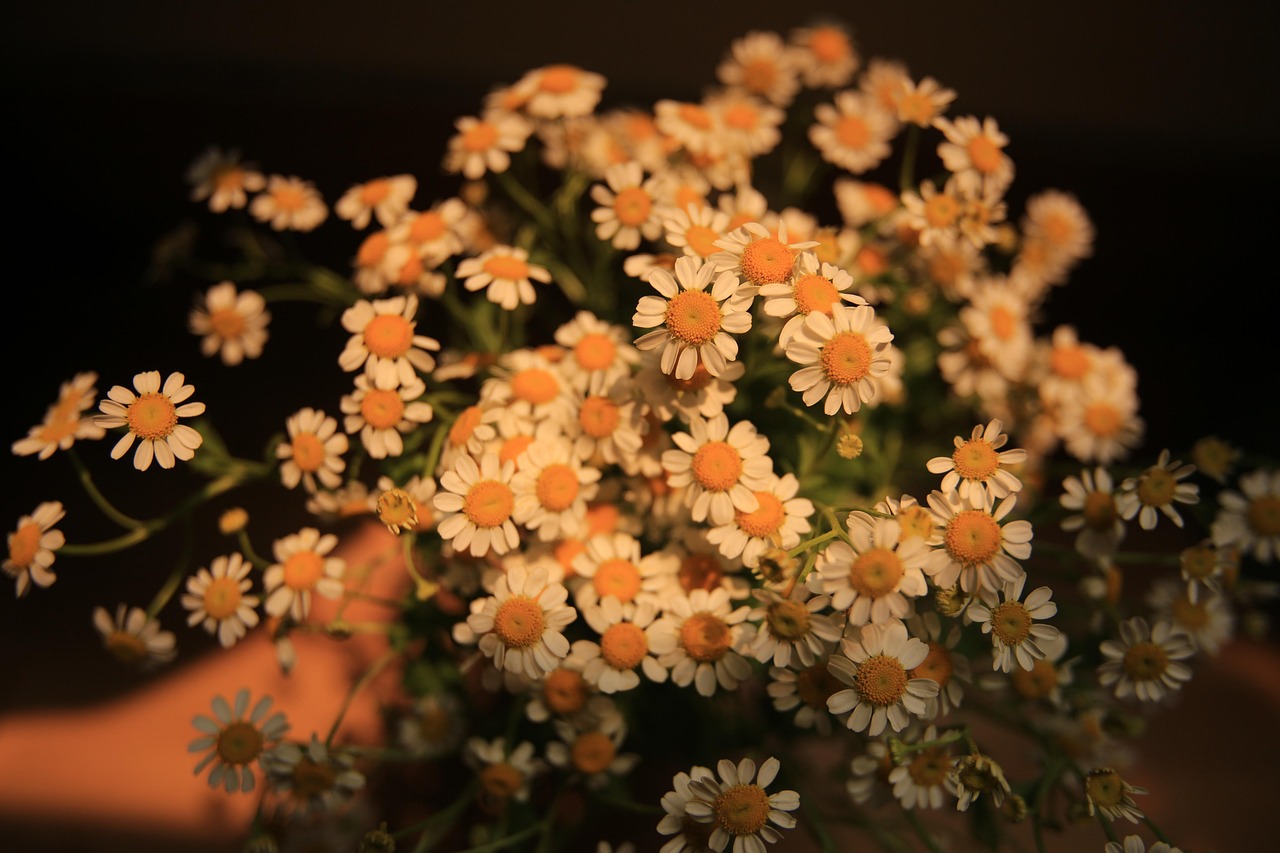 Romantis Bunga Aster Cantik - Foto gratis di Pixabay - Pixabay
