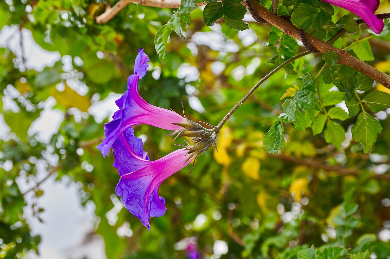 Morning Glory Flowers Spring - Free photo on Pixabay - Pixabay