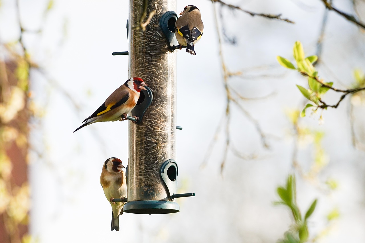 Birds Songbirds Stieglitz - Free photo on Pixabay - Pixabay
