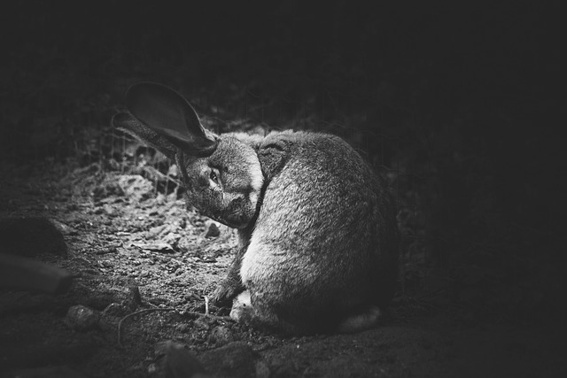 Hare Animal Nature - Free photo on Pixabay