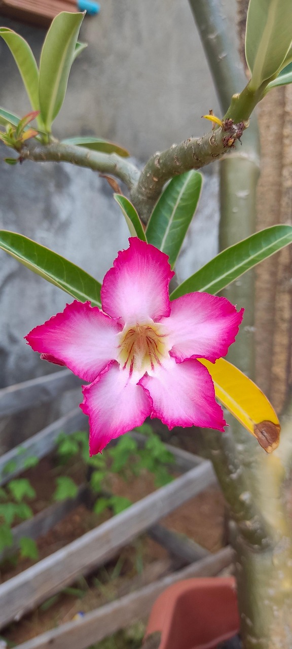 Flori Trandafir Desert Trandafirul - Fotografie gratuită pe Pixabay ...