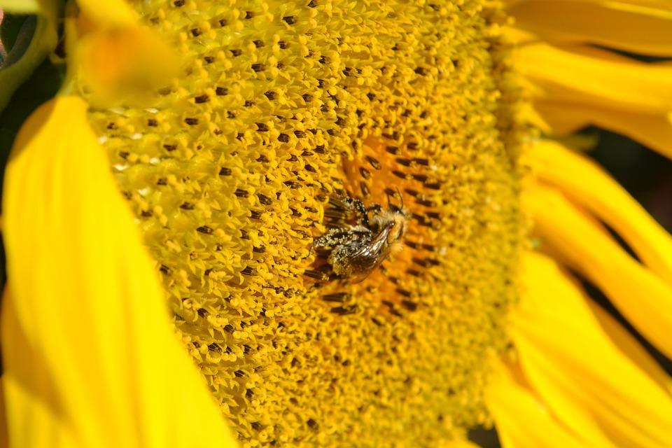 Sunflower Flower Bee - Free photo on Pixabay