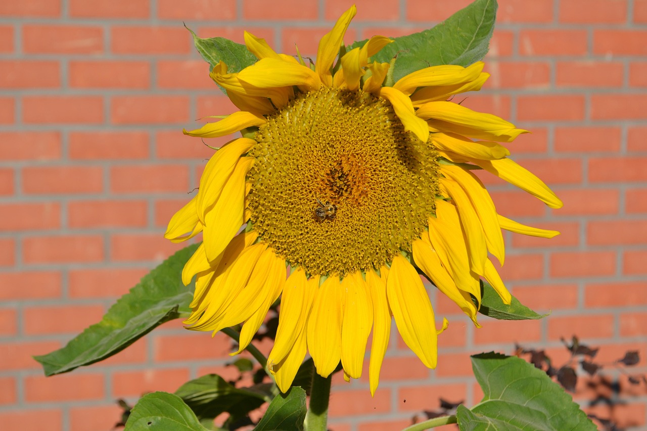 Sunflower Bunga Kuning - Foto gratis di Pixabay - Pixabay