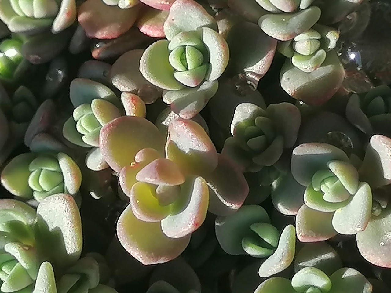 Vegetal Papel De Parede Natureza - Foto gratuita no Pixabay - Pixabay