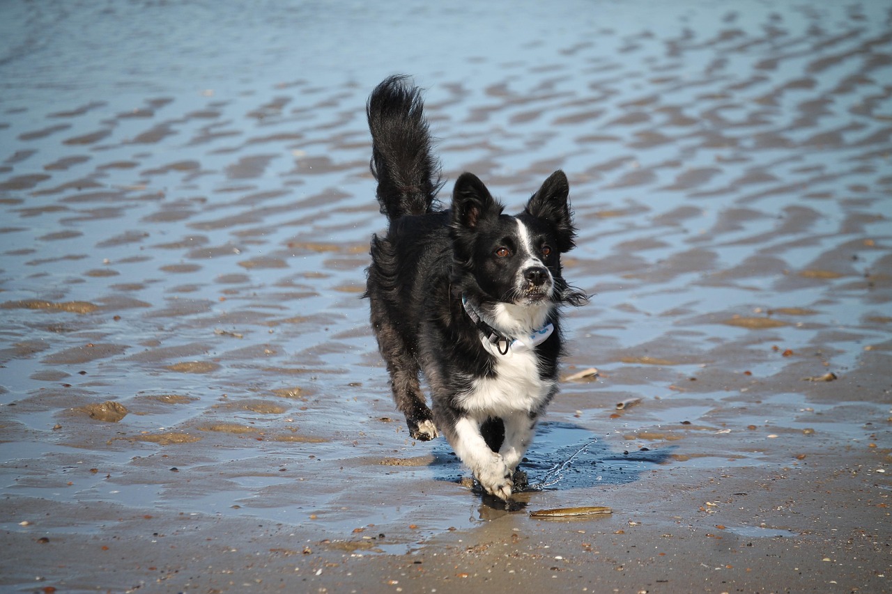 Sea Beach Dog Domestic - Free photo on Pixabay - Pixabay