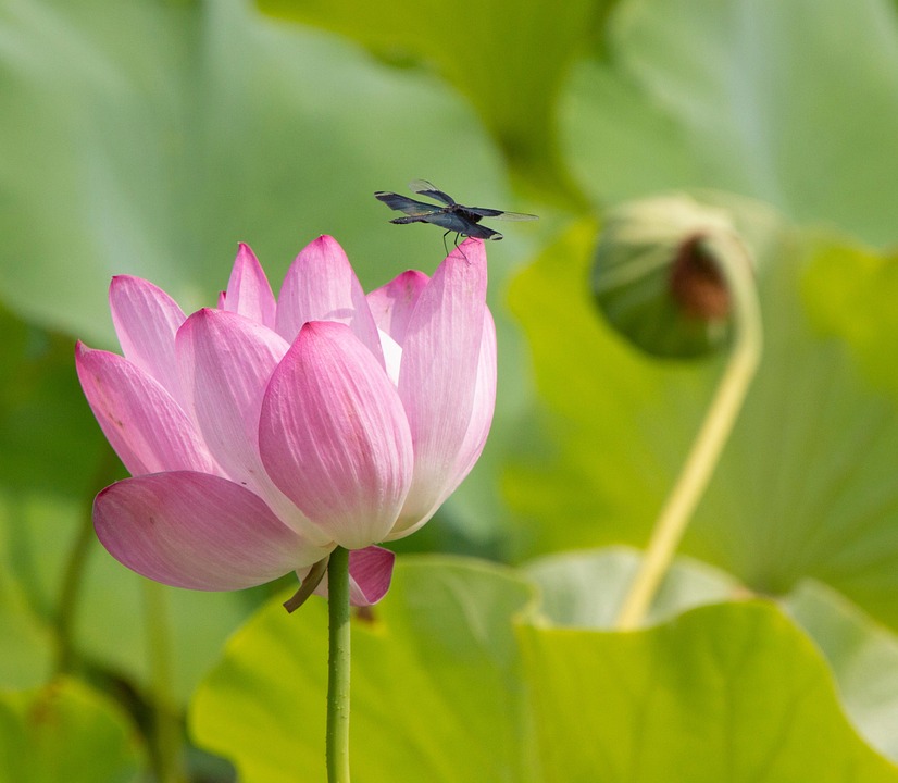 Insect Lotus Dragonfly - Free photo on Pixabay