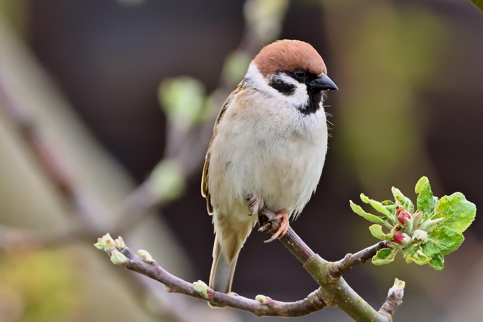 Field Sparrow Bird Sperling - Free photo on Pixabay
